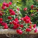 10 Red CLIMBING ROSE Rosa Bush Seeds BW91051 - Etsy