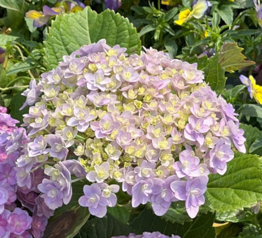 10 Rare Hydrangea Flower Seeds CW91072-48 - Etsy