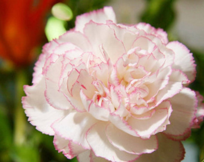 30 Carnation Dianthus Caryophyllus Chabaud Flower Seeds BW91072-7 - Etsy