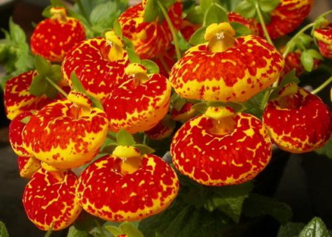 10 Rare Slipper Flower Fascination Flower Seeds EW91001-3 - Etsy