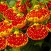 10 Rare Slipper Flower Fascination Flower Seeds EW91001-3 - Etsy