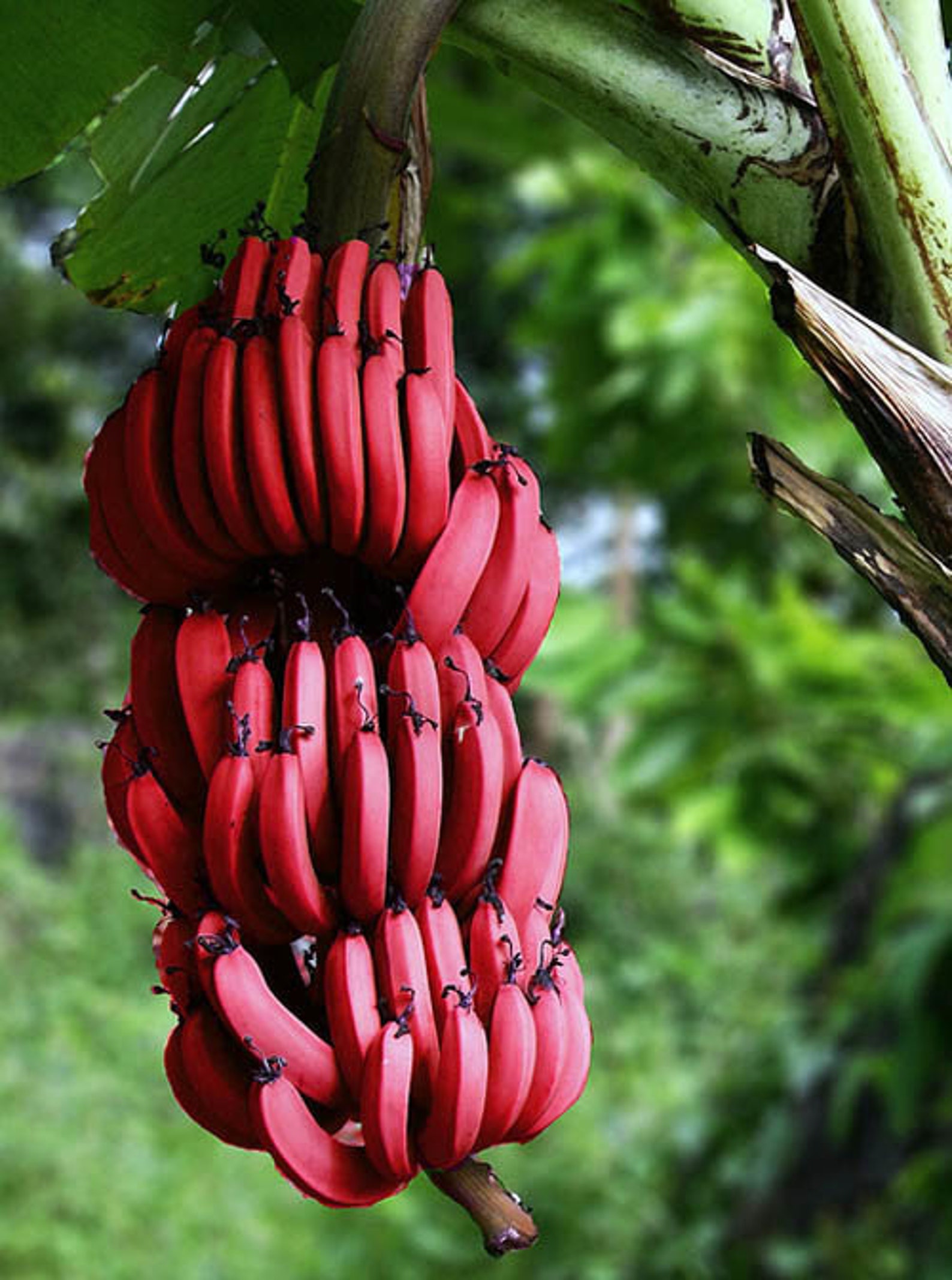 50 Banana Seeds HW93022 - Etsy