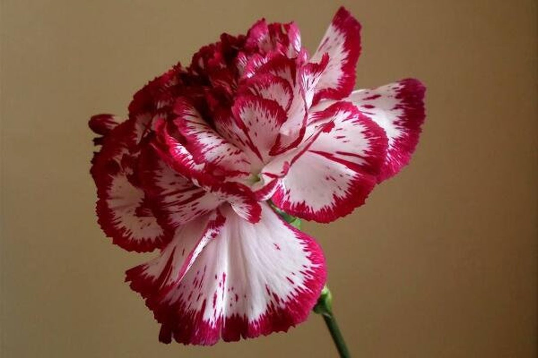 30 Carnation Dianthus Caryophyllus Chabaud Flower Seeds BW91072-17 - Etsy