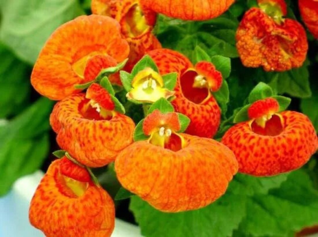 10 Rare Slipper Flower Fascination Flower Seeds EW91001-23 - Etsy