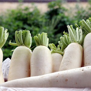 400 Lunar White Carrot Vegetable Seeds VW91011 - Etsy