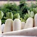 400 Lunar White Carrot Vegetable Seeds VW91011 - Etsy