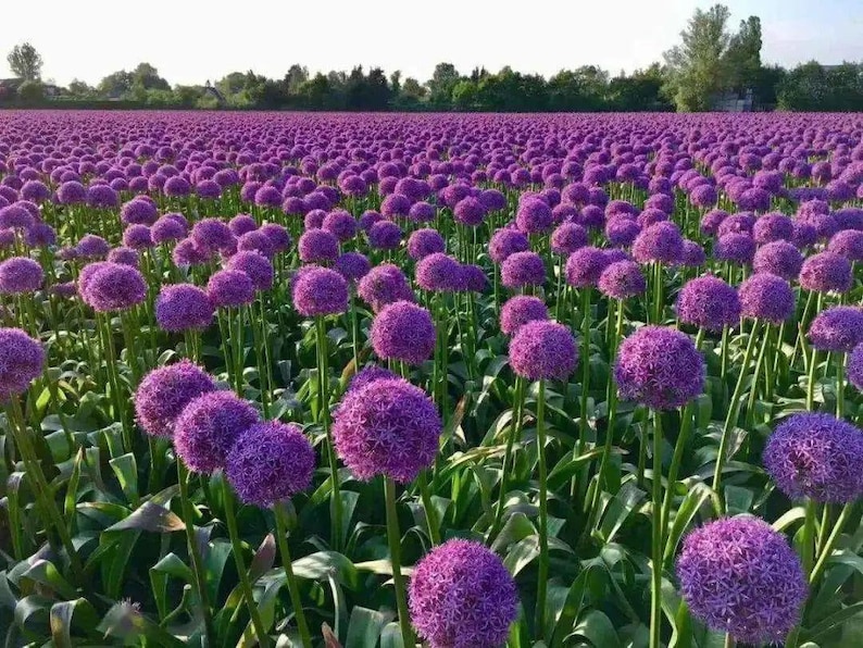 20 Giant Ball Onion Allium Christophii Huge Hardy Perennial - Etsy