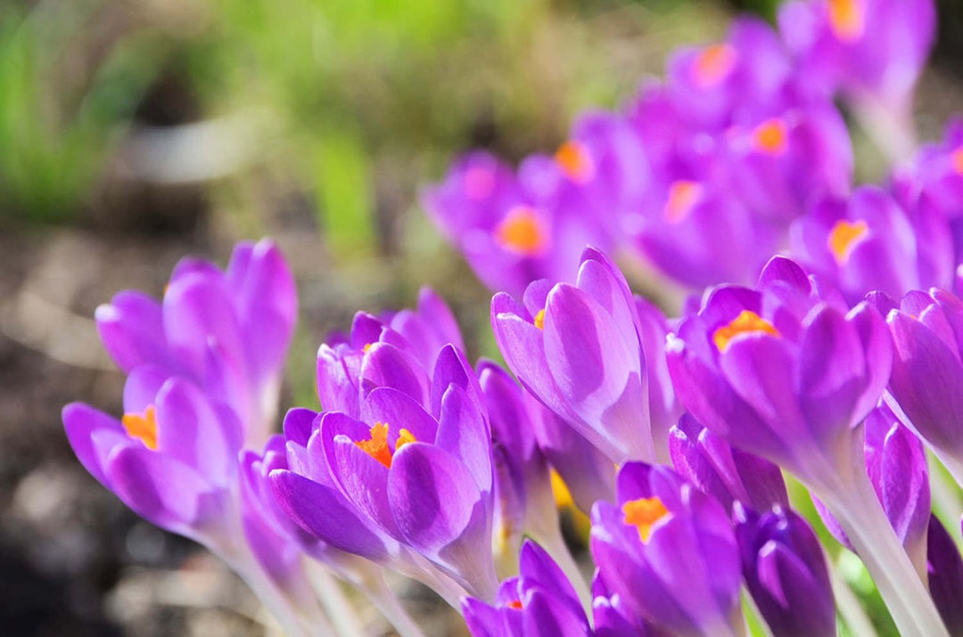 5 Crocus Sativus Dutch Crocus Bulbs F8000-350 - Etsy