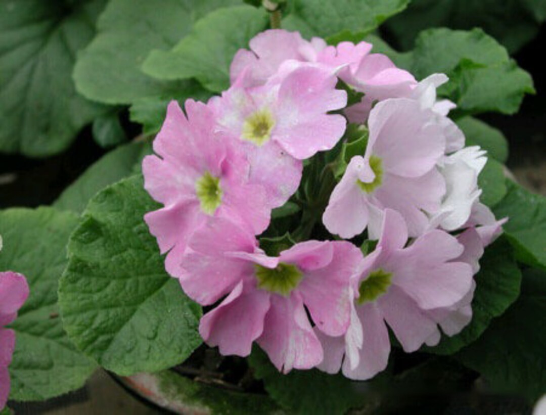20 Primula Vulgaris Flower Seeds BW91055-269 - Etsy