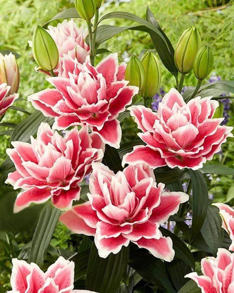 2 Rose Lily Flower Bulbs F5213-31 - Etsy