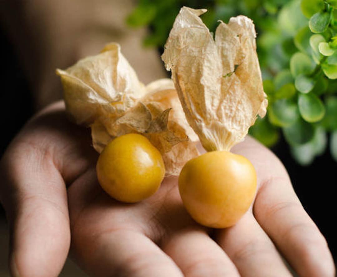 60 Physalis Peruviana Delicious Fruit Golden Berry Seeds FW91012 - Etsy