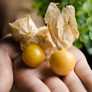 60 Physalis Peruviana Delicious Fruit Golden Berry Seeds FW91012 - Etsy