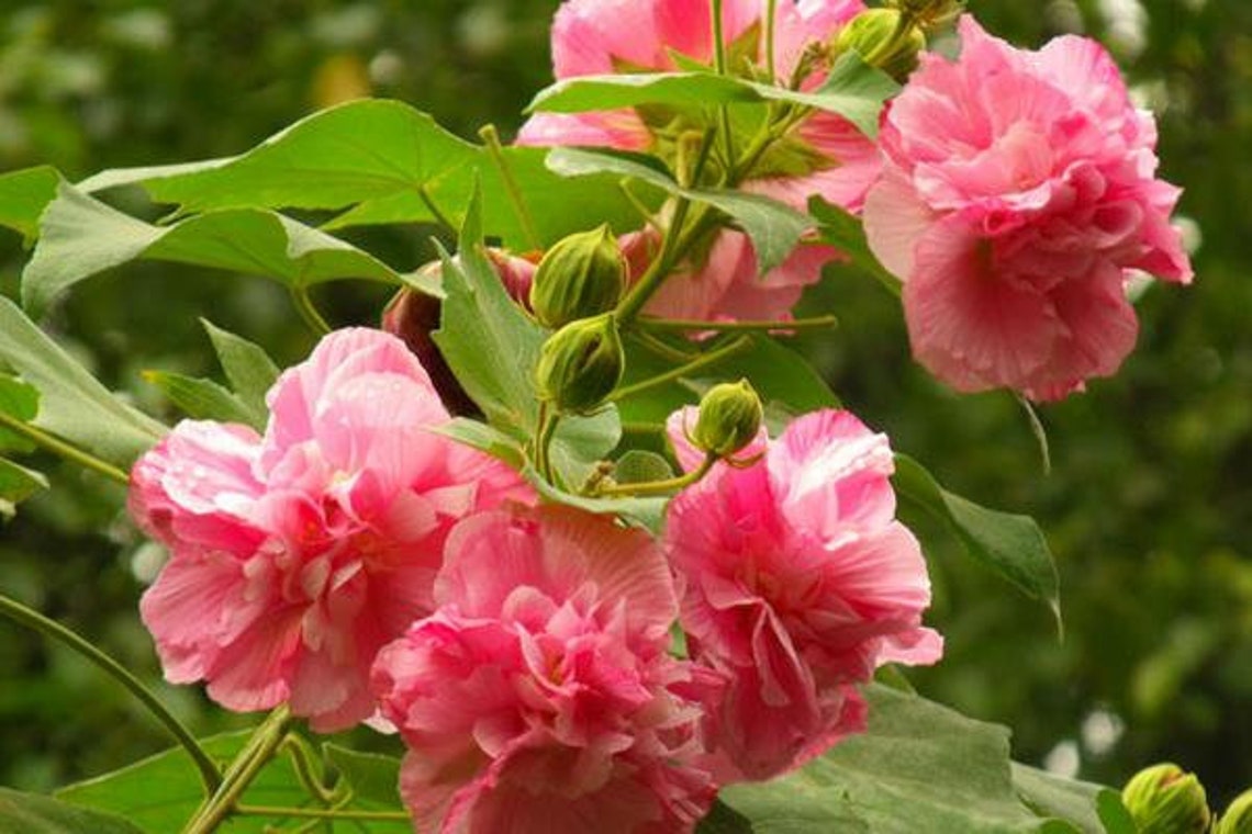 20 Hibiscus Mutabilis Flower Seeds FW97002 - Etsy