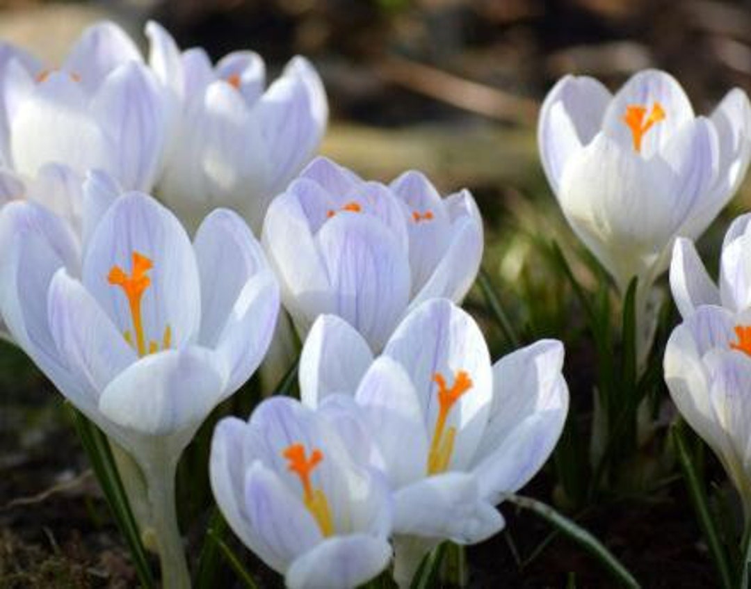 5 Crocus Sativus Dutch Crocus Bulbs F8000-346 - Etsy