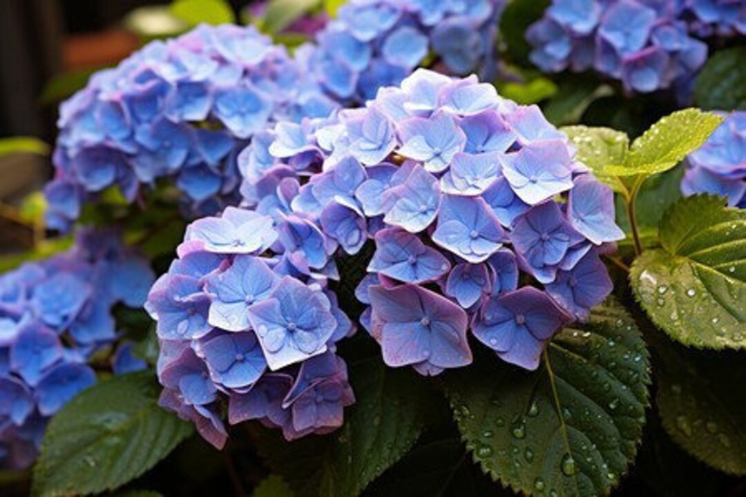 10 Rare Hydrangea Flower Seeds CW91072-151 - Etsy