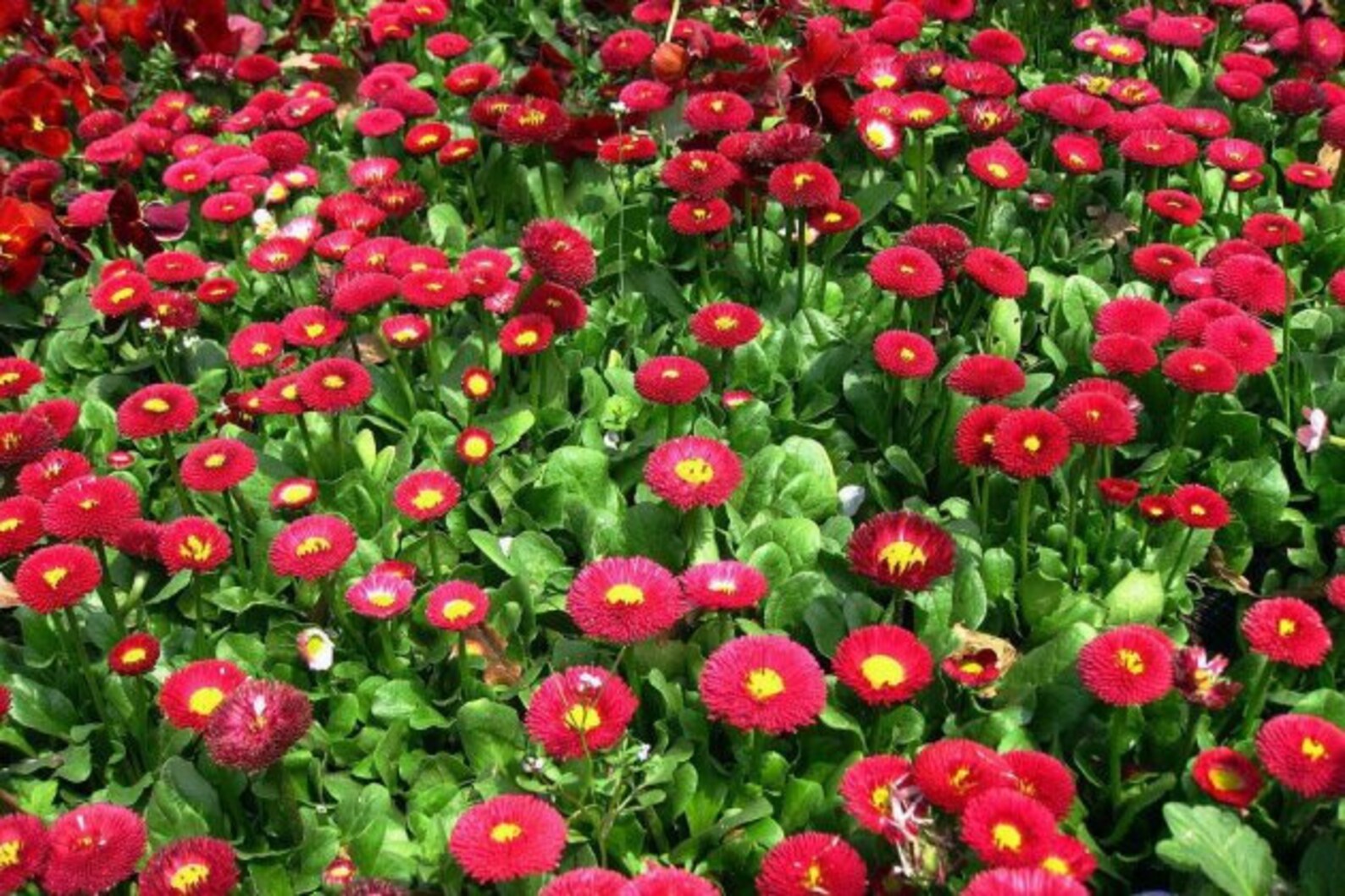 50 English Daisy Double Flower Seeds BW91022 - Etsy