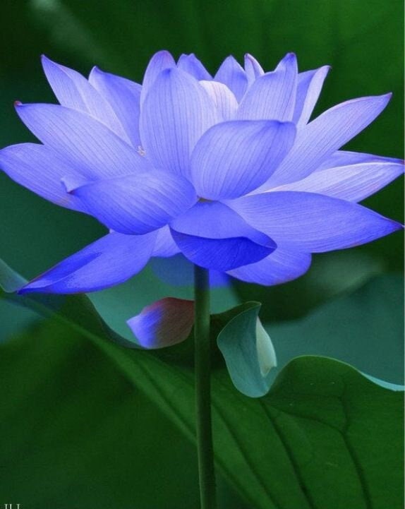 Real Blue Lotus