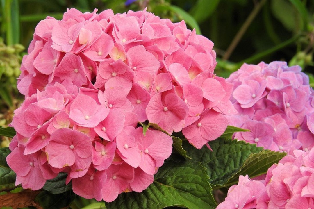 10 Rare Hydrangea Flower Seeds CW91072-11 - Etsy