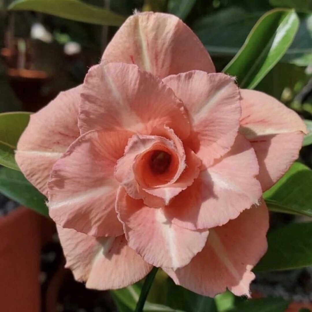 5 Rare Desert Rose Flowers Seeds FW95227-109 - Etsy