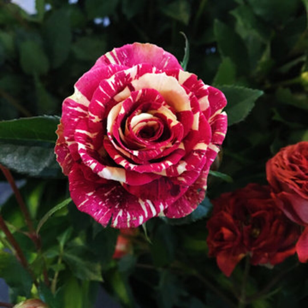 10 Rare ROSE Rosa Bush Seeds HW93049 - Etsy