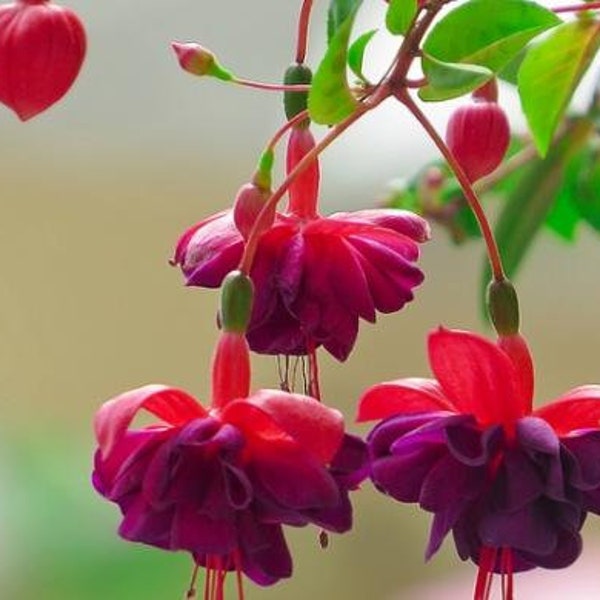 Fuchsia - Etsy