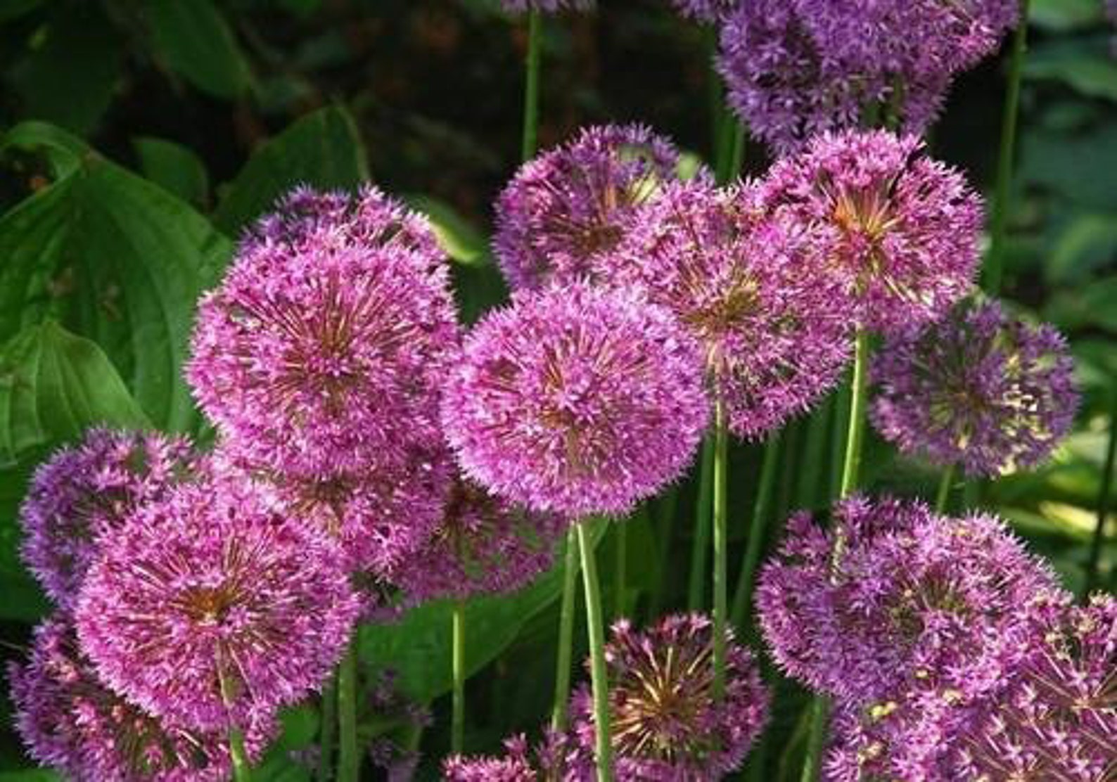 20 Giant Ball Onion Allium Christophii Huge Hardy Perennial - Etsy