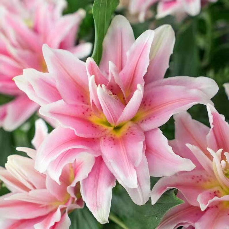 2 Rose Lily Flower Bulbs F5213-15 - Etsy