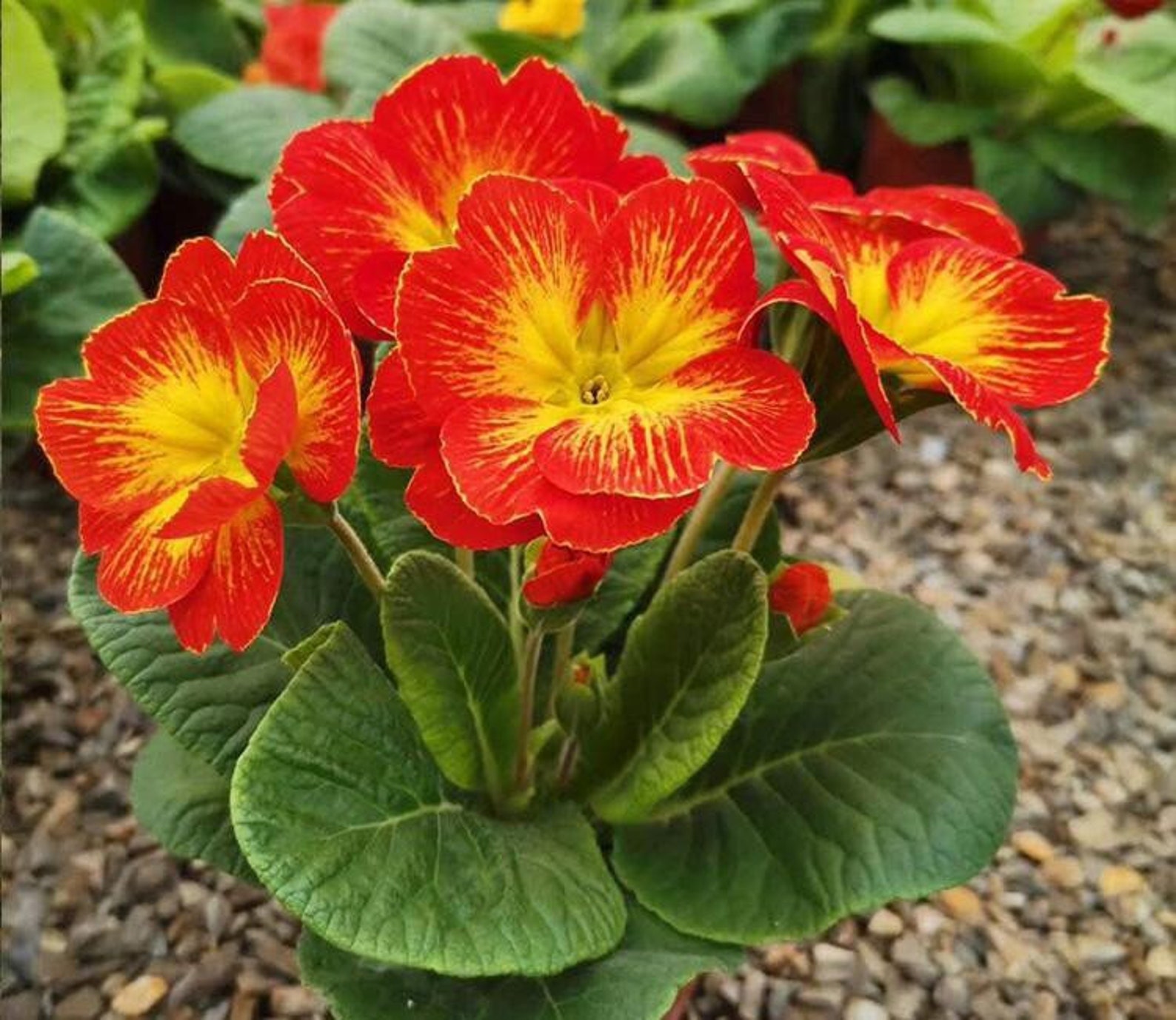 20 Primula Vulgaris Flower Seeds BW91055-263 - Etsy