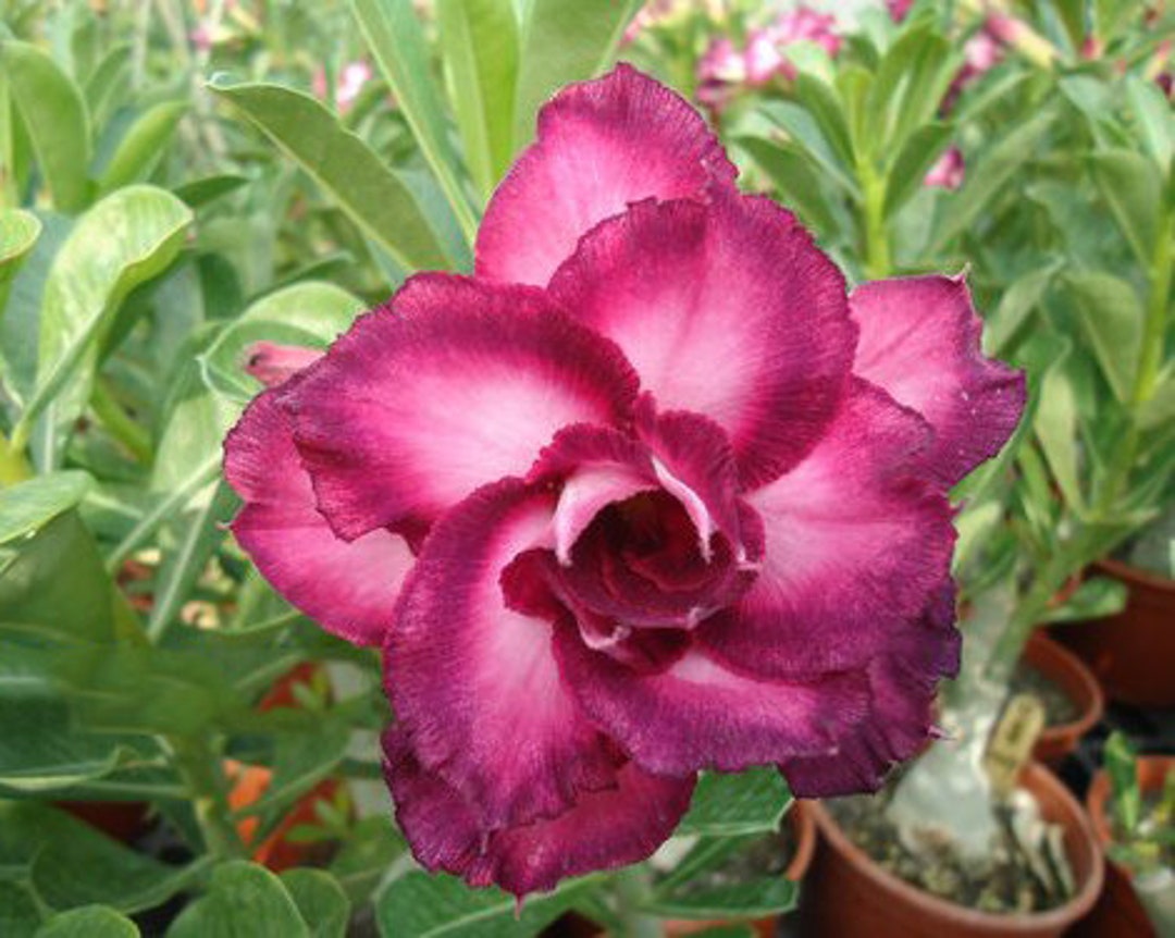5 Rare Desert Rose Flowers Seeds FW95227-83 - Etsy
