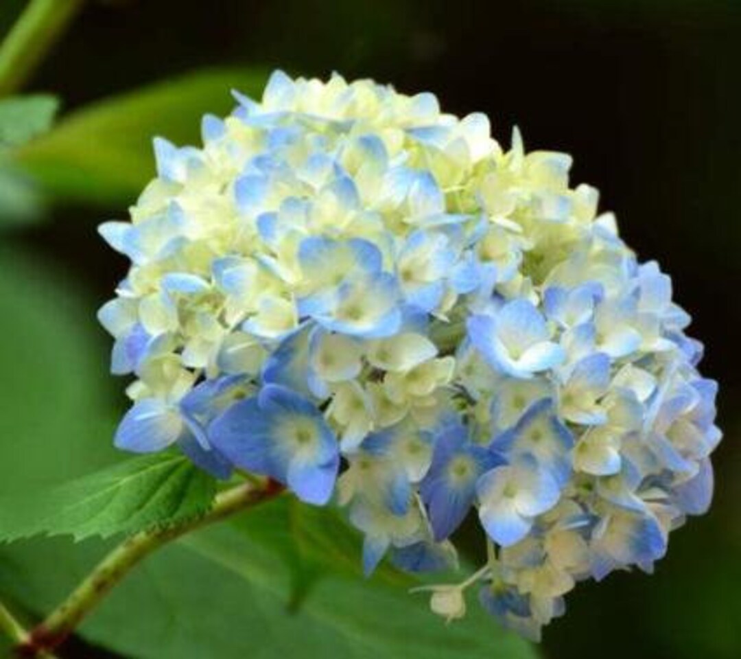 10 Rare Hydrangea Flower Seeds CW91072-472 - Etsy