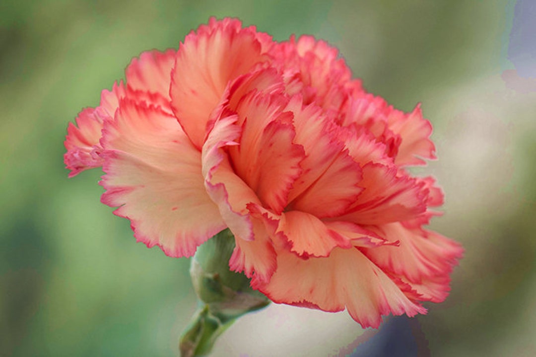 30 Carnation Dianthus Caryophyllus Chabaud Flower Seeds BW91072-5 - Etsy