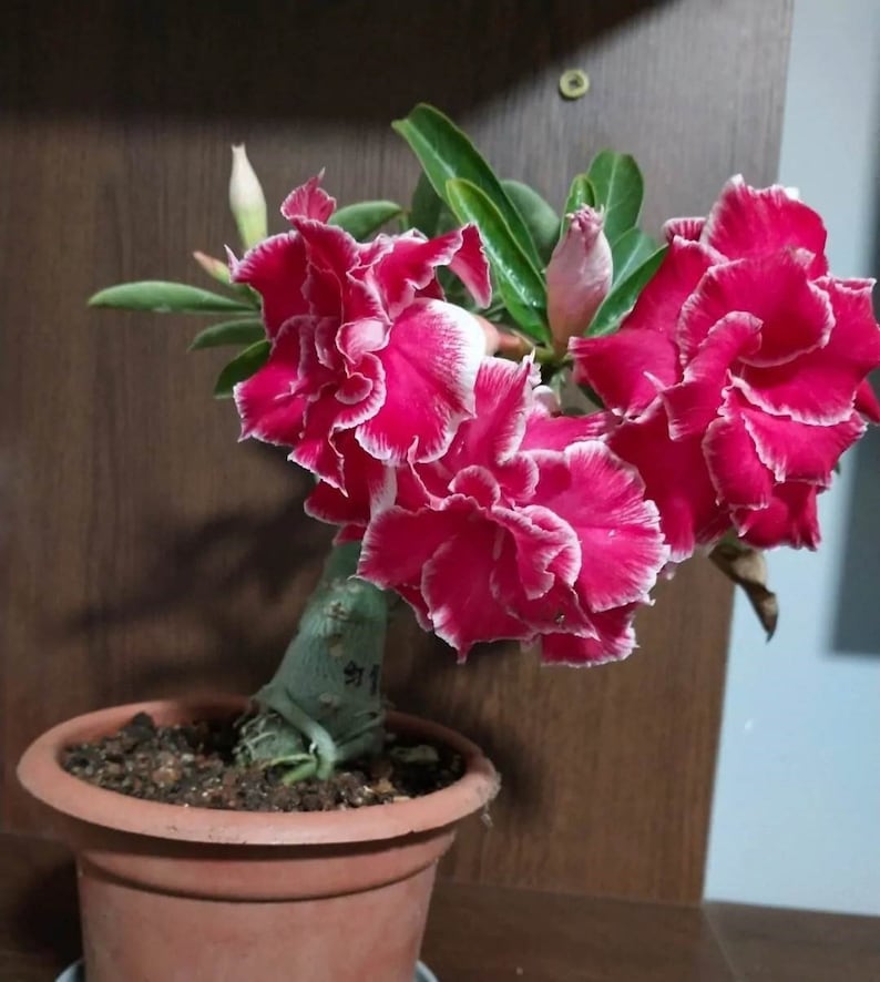 5 Rare Desert Rose Flowers Seeds FW95227-35 - Etsy