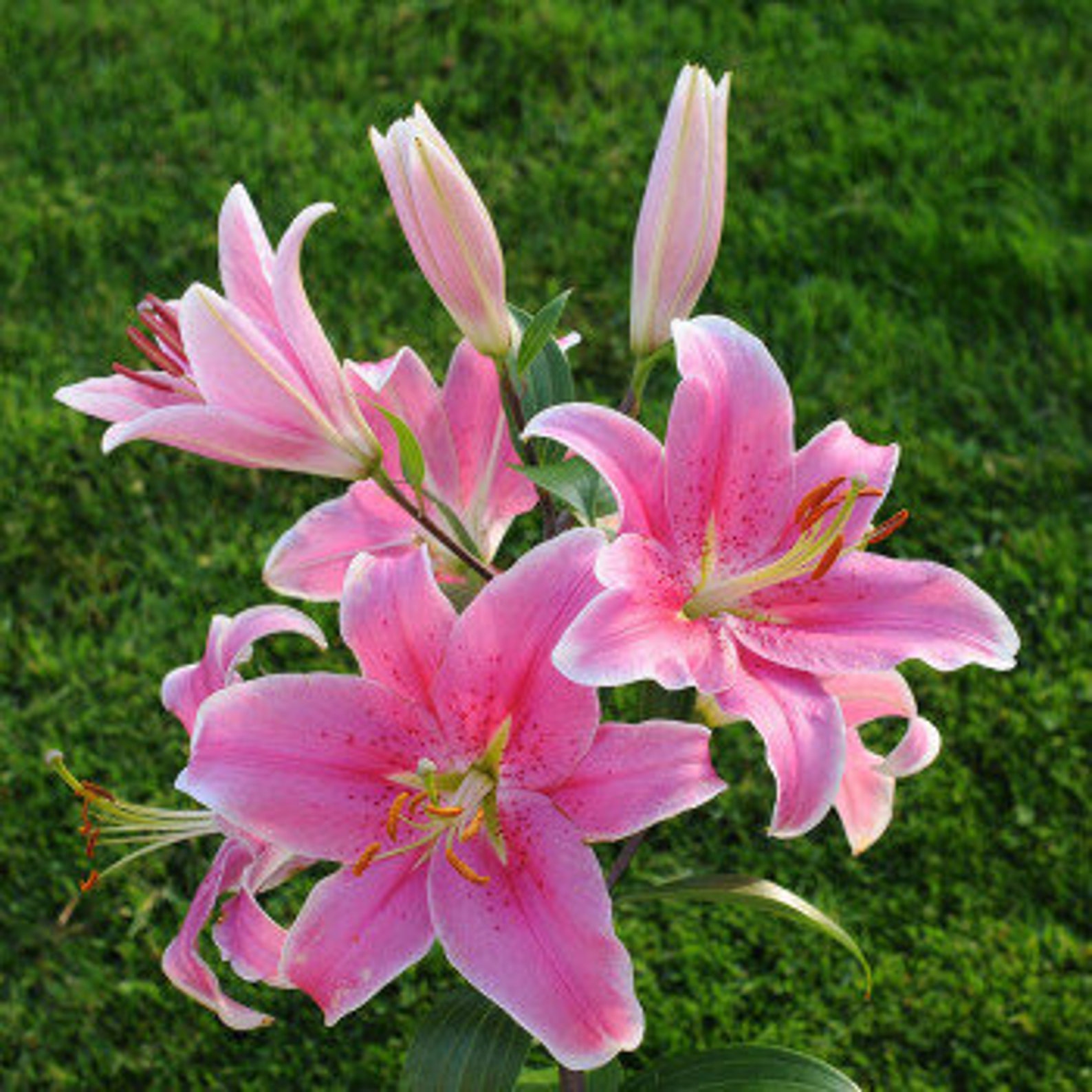 2 Rose Lily Flower Bulbs F5213-8 - Etsy