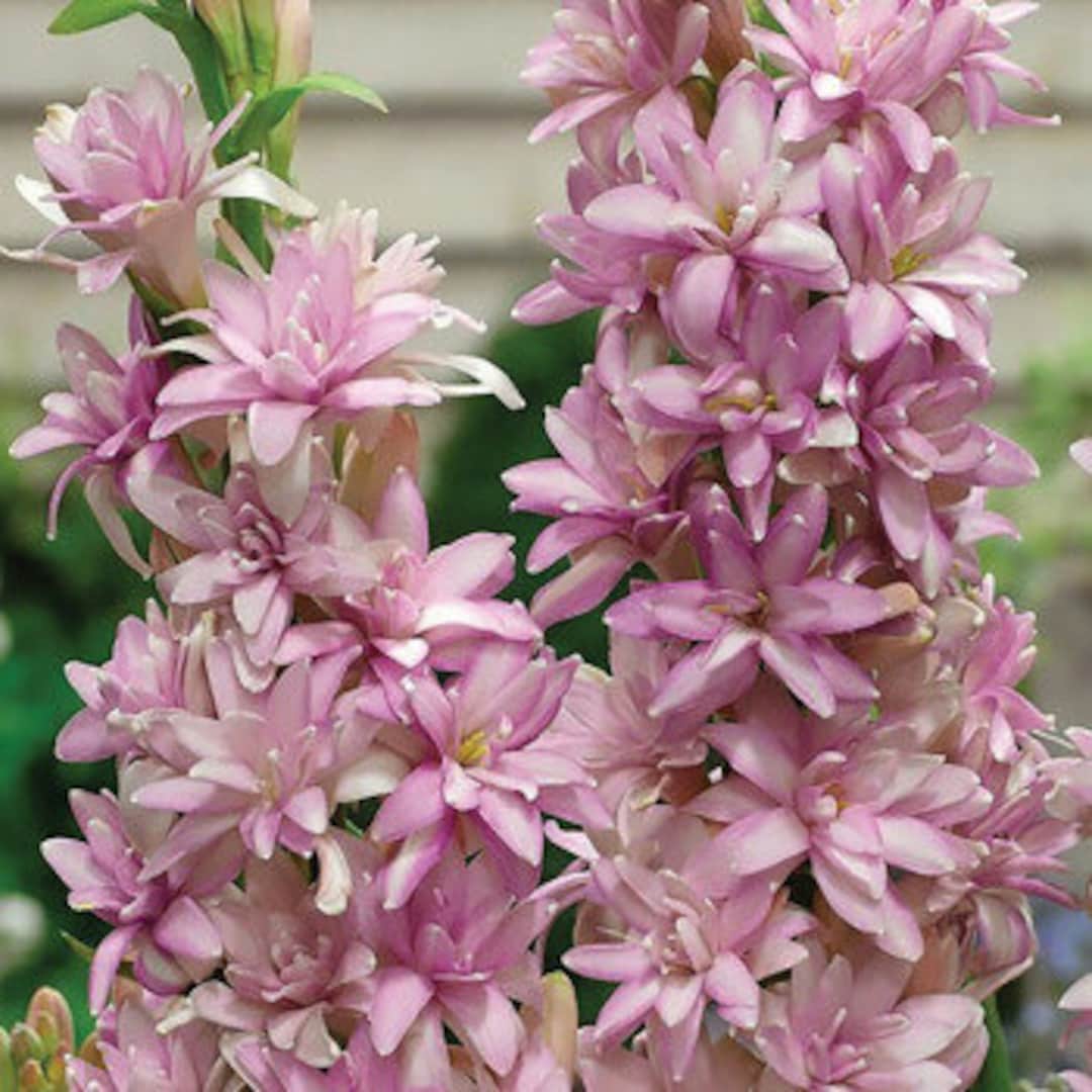 2 Polianthes Tuberosa Flower Bulbs F8002-382 - Etsy