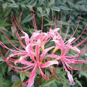 2 Lycoris Radiata Bulbs GW92009 - Etsy