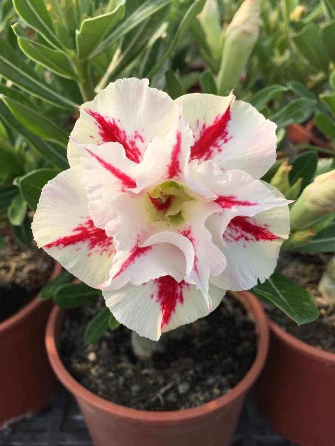 5 Rare Desert Rose Flowers Seeds FW94027 - Etsy