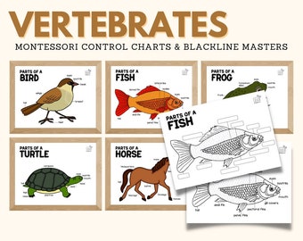 Montessori Body Parts Poster - Etsy