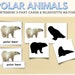 POLAR ANIMALS Montessori Nomenclature 3 Part Cards Shadow Matching Card ...