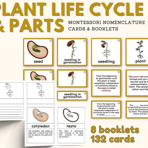 Plant LIFE CYCLE Part of Plant Montessori Botany Unit Study - Etsy