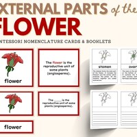 Parts of the FLOWER Montessori Botany Unit Study 5-part Card Definition ...
