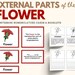 Parts of the FLOWER Montessori Botany Unit Study 5-part Card Definition ...
