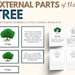 Parts of the TRUNK Montessori Botany Unit Study 5-part Card Definition ...