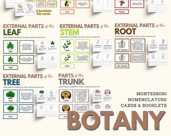 Parts of a Honey Bee Nomenclature 3-part Cards Montessori Zoology ...