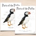 PUFFIN Unit Study for Elementary Parts of the PUFFIN Species Life Cycle ...