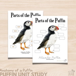 PUFFIN Unit Study for Elementary Parts of the PUFFIN Species Life Cycle ...