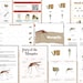 MOSQUITO Unit Study Bundle Preschool Activities Life Cycle of Mosquito ...