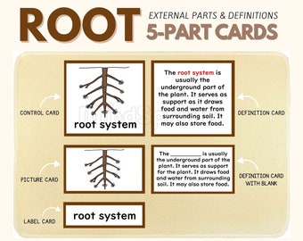 Plant Root Activity Printable - Etsy