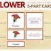 Parts of the FLOWER Montessori Botany Unit Study 5-part Card Definition ...