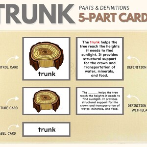 Parts of the TRUNK Montessori Botany Unit Study 5-part Card Definition ...