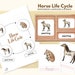 Life Cycle of Horse, Montessori Language Horse Life Cycle Material Life ...